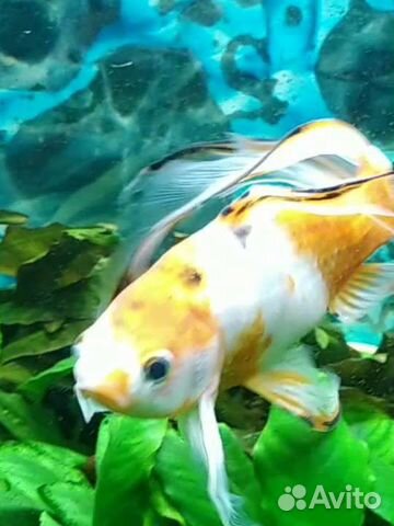 Золотая рыбка. Комета