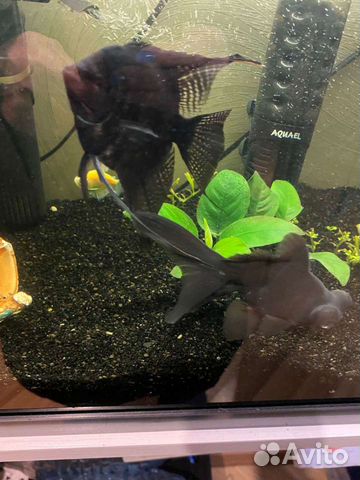 Рыбки Скалярии