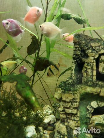 Отдам барбуса