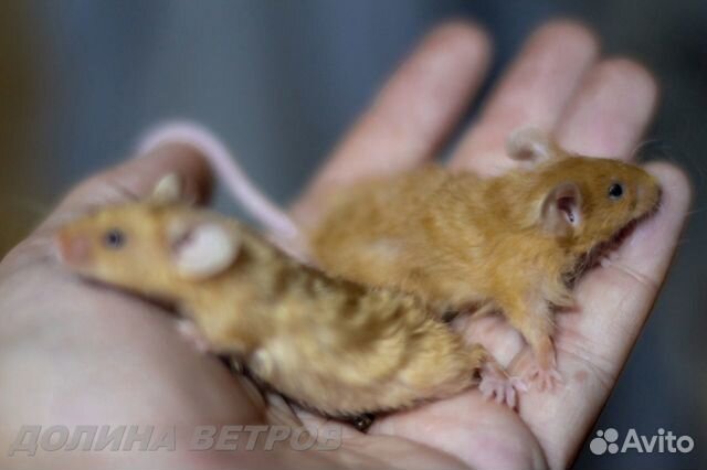 Яркие мышки тексели