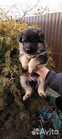 Немецкая овчарка