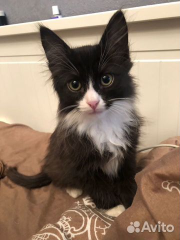 Вениамин Брежнев ищет дом