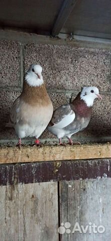 Голуби иранские