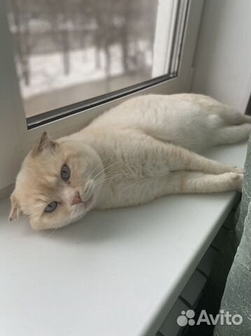 Бездомыш