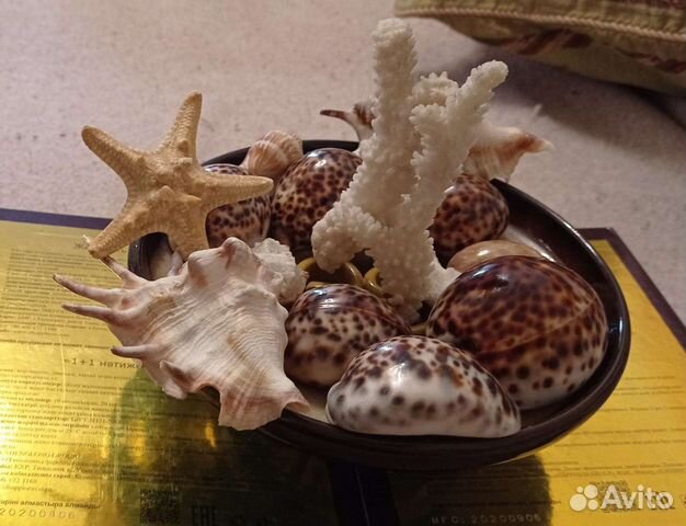 Коралл балянус