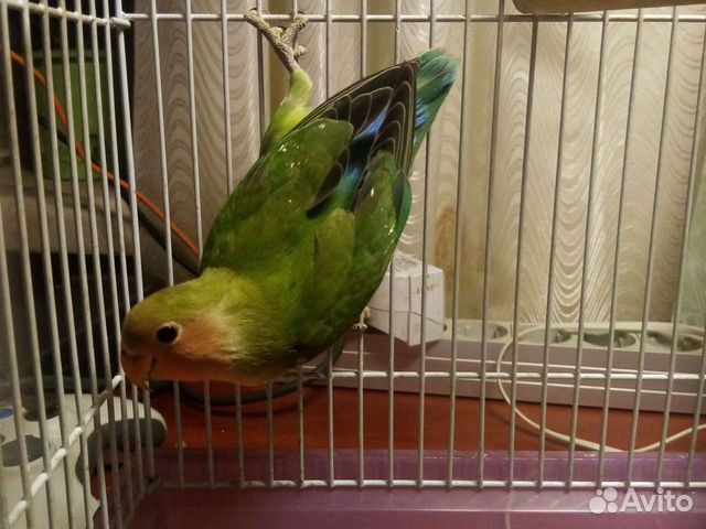 Попугай неразлучник розовощекий