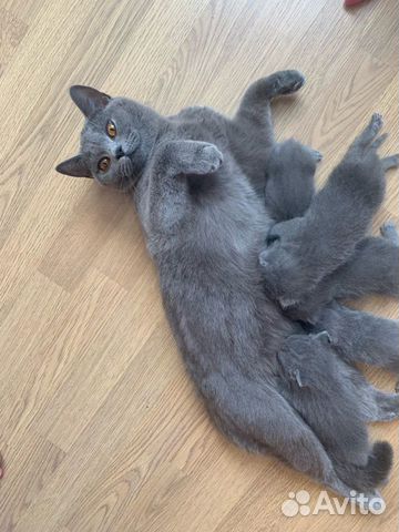 Британские котята