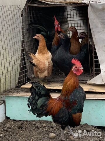 Петух породы Корниш