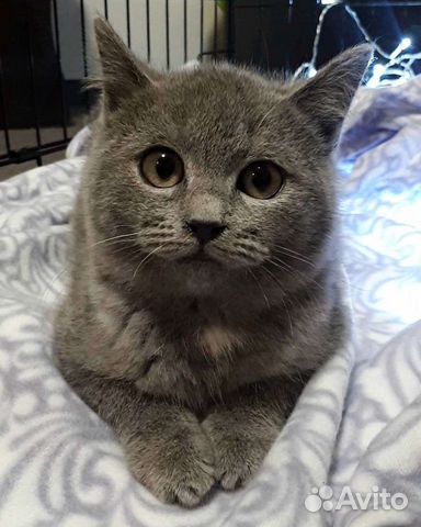 Пухлик в добрые руки