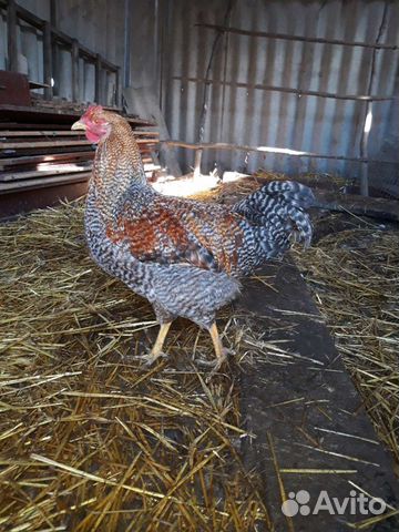 Петушки Белефельдер и зааненская козочка