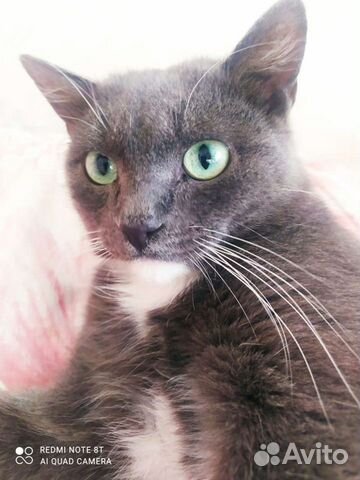 Котик подросток 5 месяцев в поиске семьи и дома