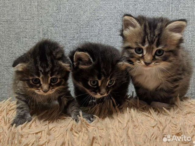 Британские котята