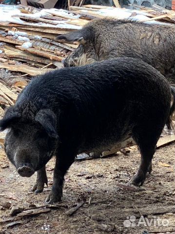 Поросята венгерской мангалицы