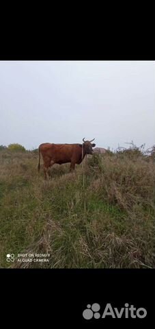 Корова и два телёнка