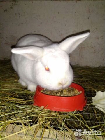 Декоративные кролики