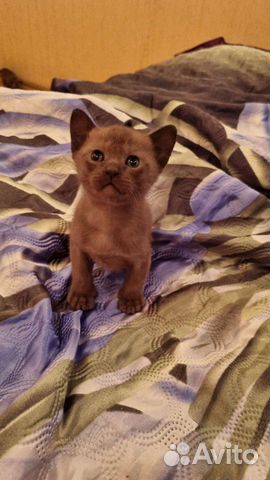 Бурманские котята