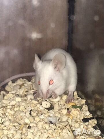 Кормовые мыши