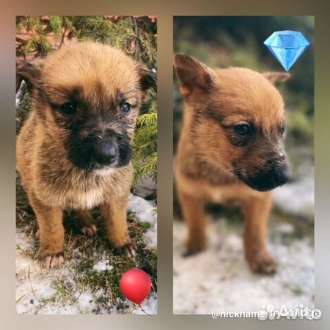 Щенки коротколапики ищут дом