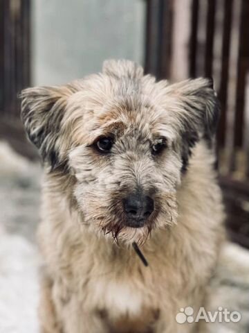 Несчастный пес узник