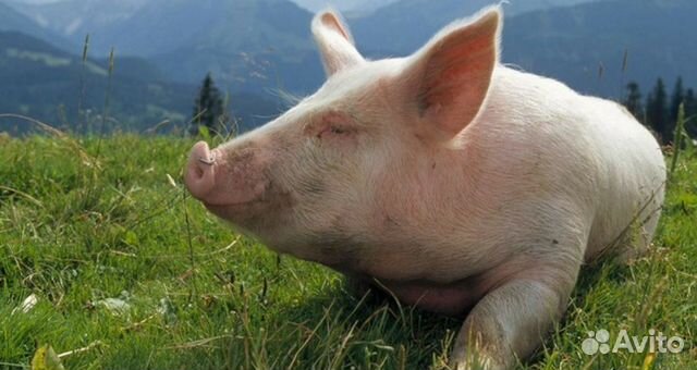 Поросенок ландрас