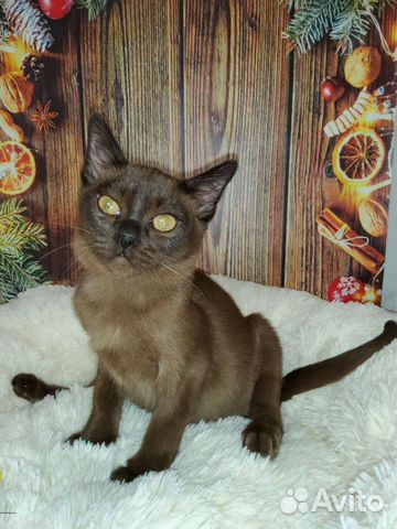 Соболиный бурманец на Новый год