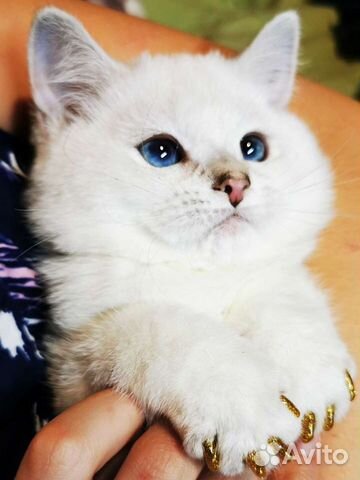 Британские синеглазые котятки