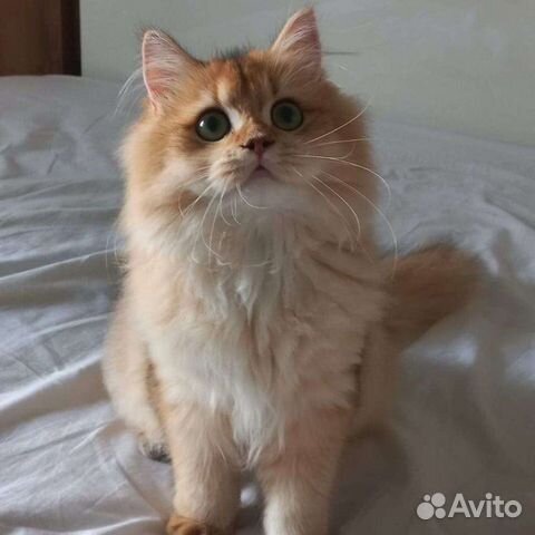 Британский BLH котик