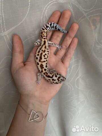 Гемитеконикс