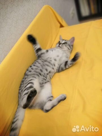 Ручной Артик 5,5 вискасно серебристого окраса ищет