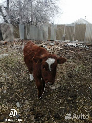 Телочка 10. Месяца за 27.000 цена договорная