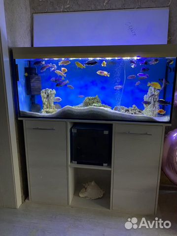 Аквариумные рыбки цихлиды