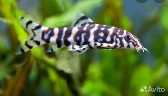 Боция Куботай