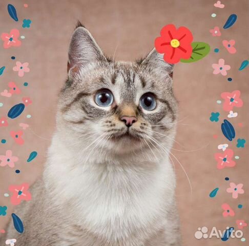 Глафира Андреевна ищет дом)