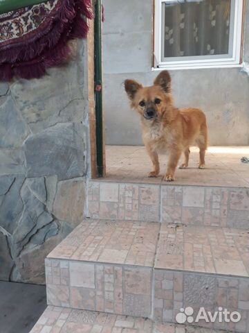 Ищет дом мелкая Собачка Джульетта