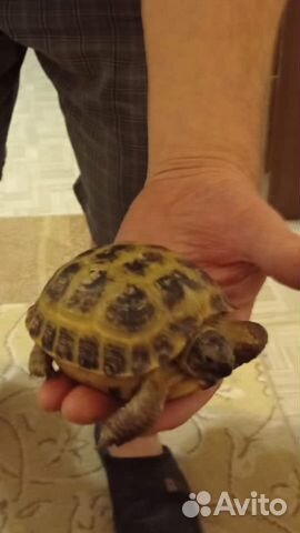 Черепаха сухопутная