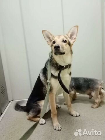 Бесплатно в добрые руки