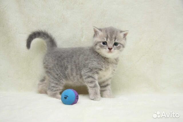 Британский котик окраса вискас