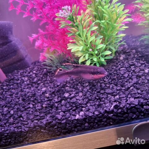 Пельвикахромис пульхера