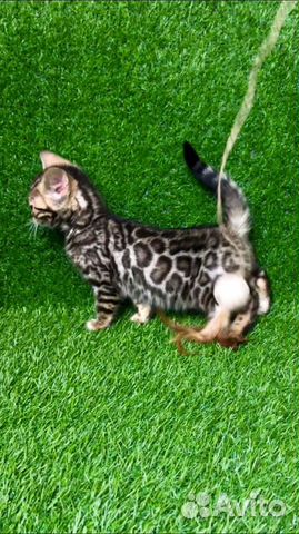 Бенгальская девочка розетка на золоте