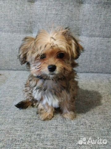 Продаем щенка от маленьких пород в добрые руки