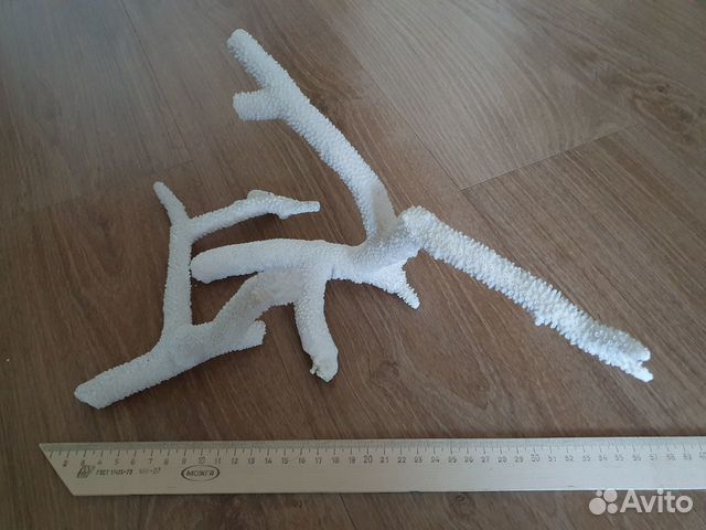 Морские кораллы