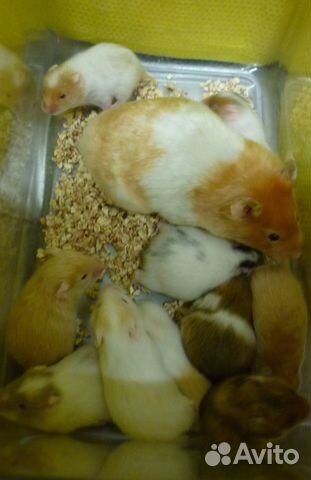 Сирийские Хомяки Малыши Чудесный Выбор