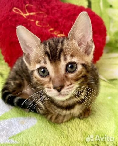 Бенгальские котята в любимцы