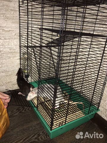 Декоративная крыса