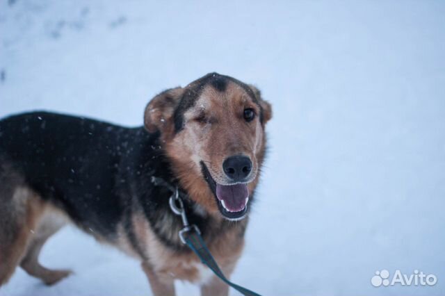Одноглазый щенок в приюте ждёт своих хозяев