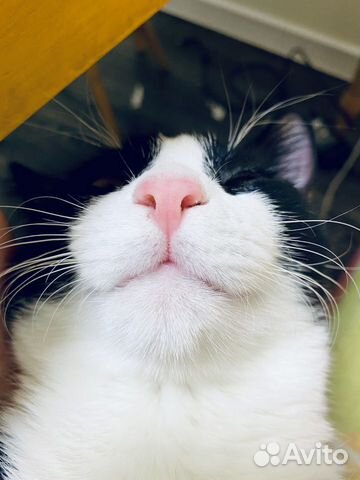 Шумахер в дар