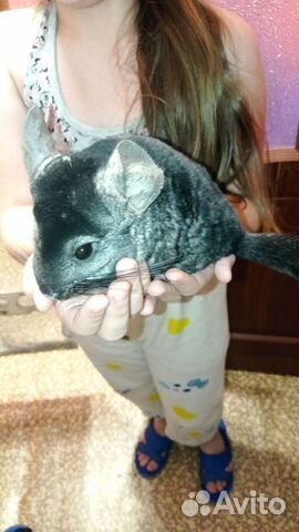 Шиншилла мальчик