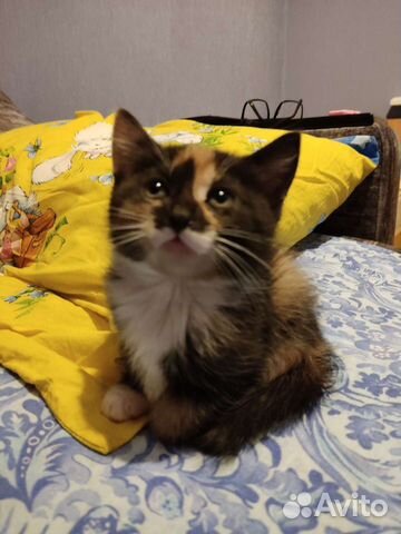 Котёнок котик 1,5 месяца