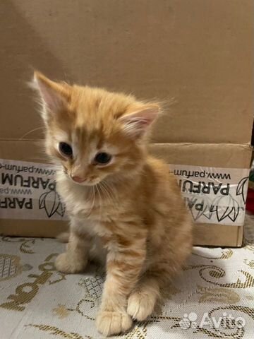 Рыжая кошечка девочка