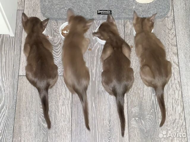 Бурманские котята